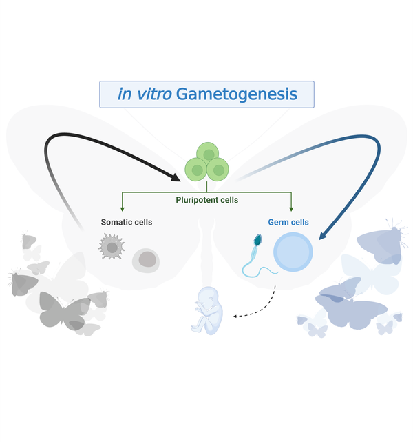 In vitro Gametogenesis: The Next Frontier in Human Health Biotechnology